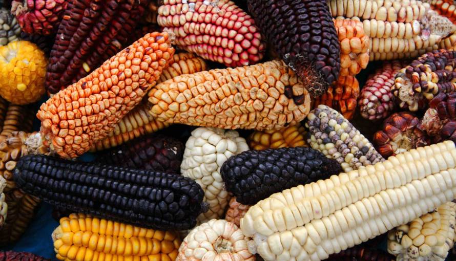 Genetic Engineering + Seeds Archives - Films for the Earth