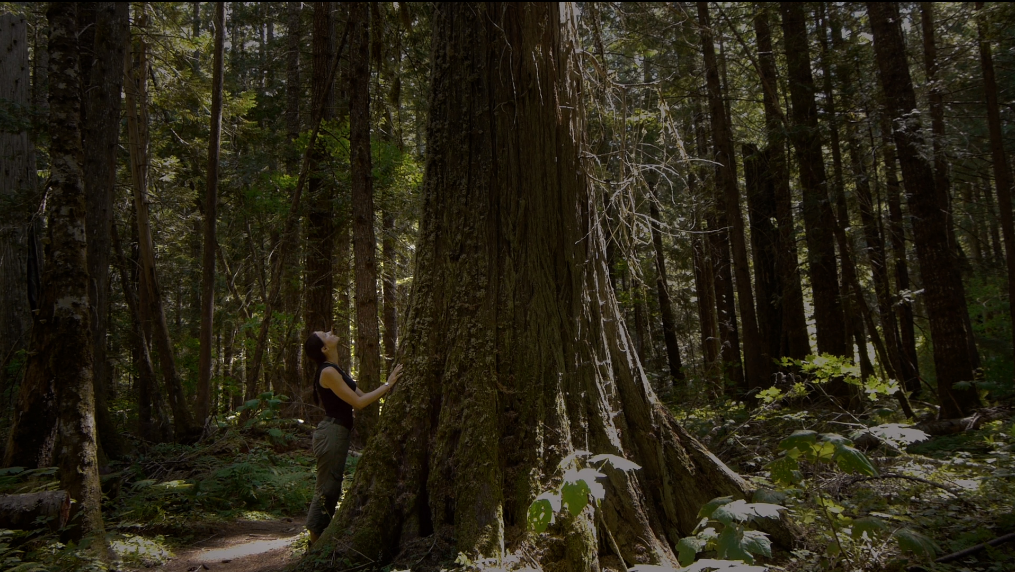 Intelligent Trees - Films for the Earth