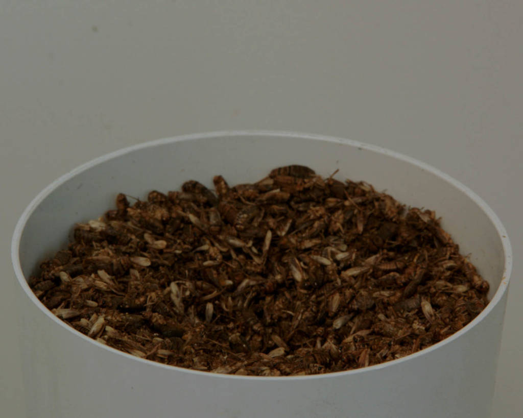 Bugs on the Menu - Films for the Earth