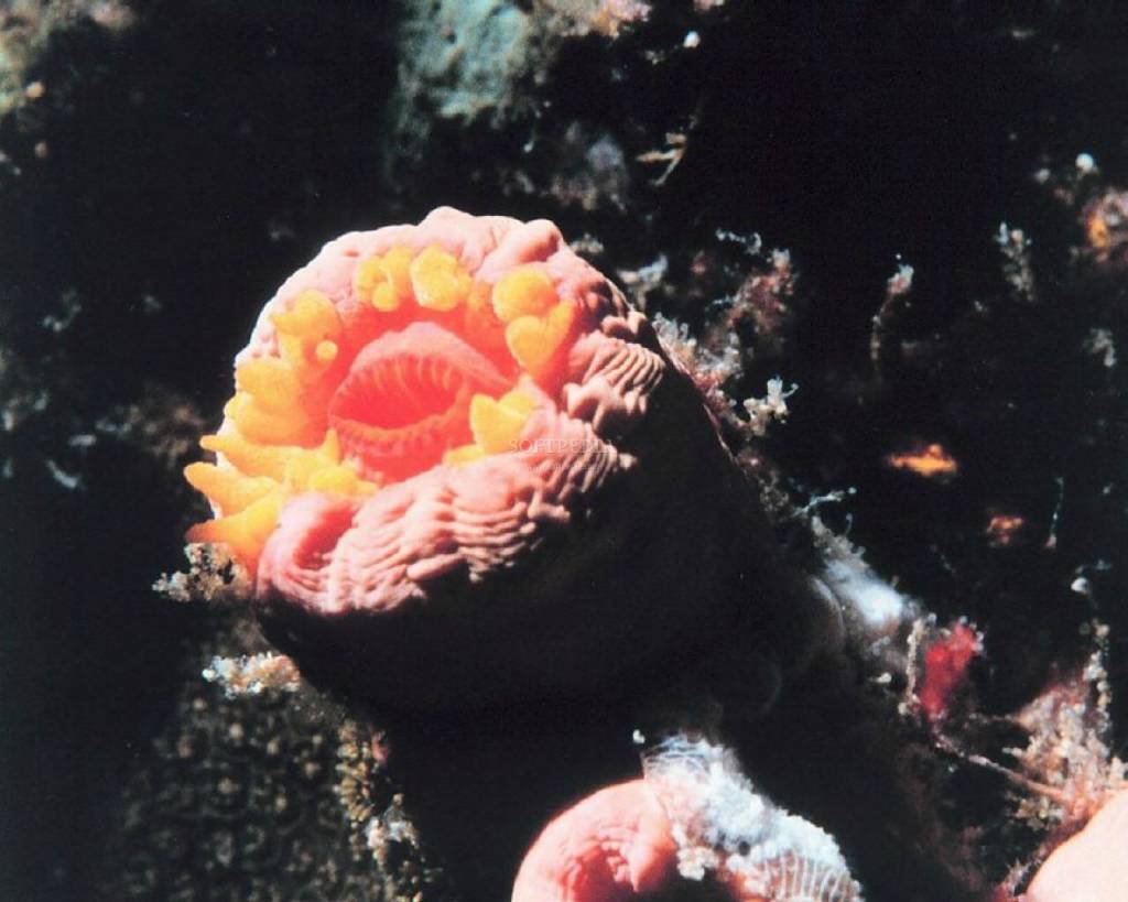 Aliens of the Deep - Films for the Earth