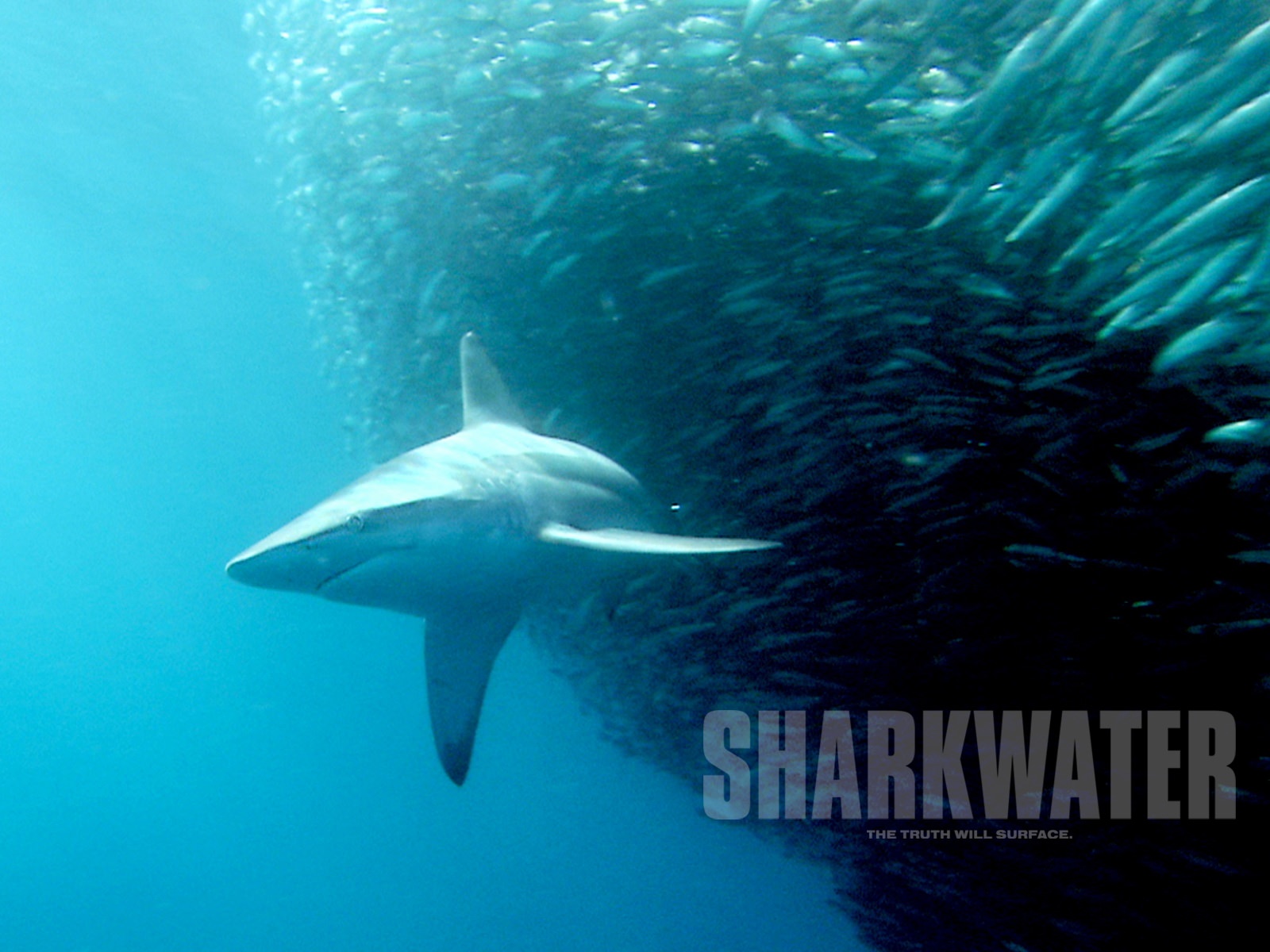 Sharkwater - Films for the Earth
