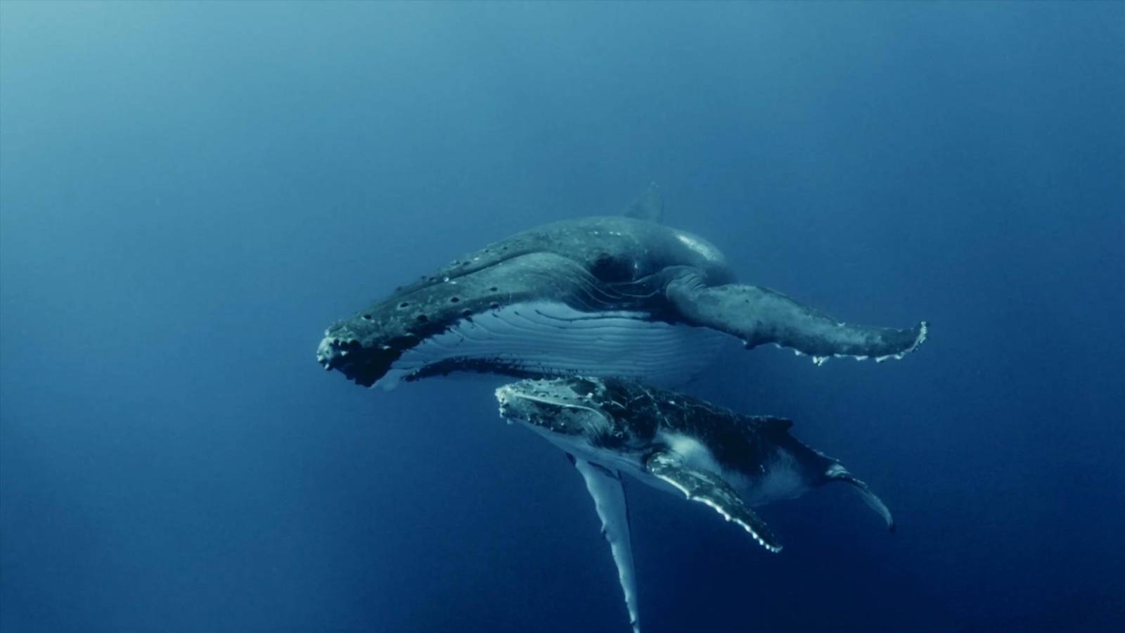 Sonic Sea - Films for the Earth