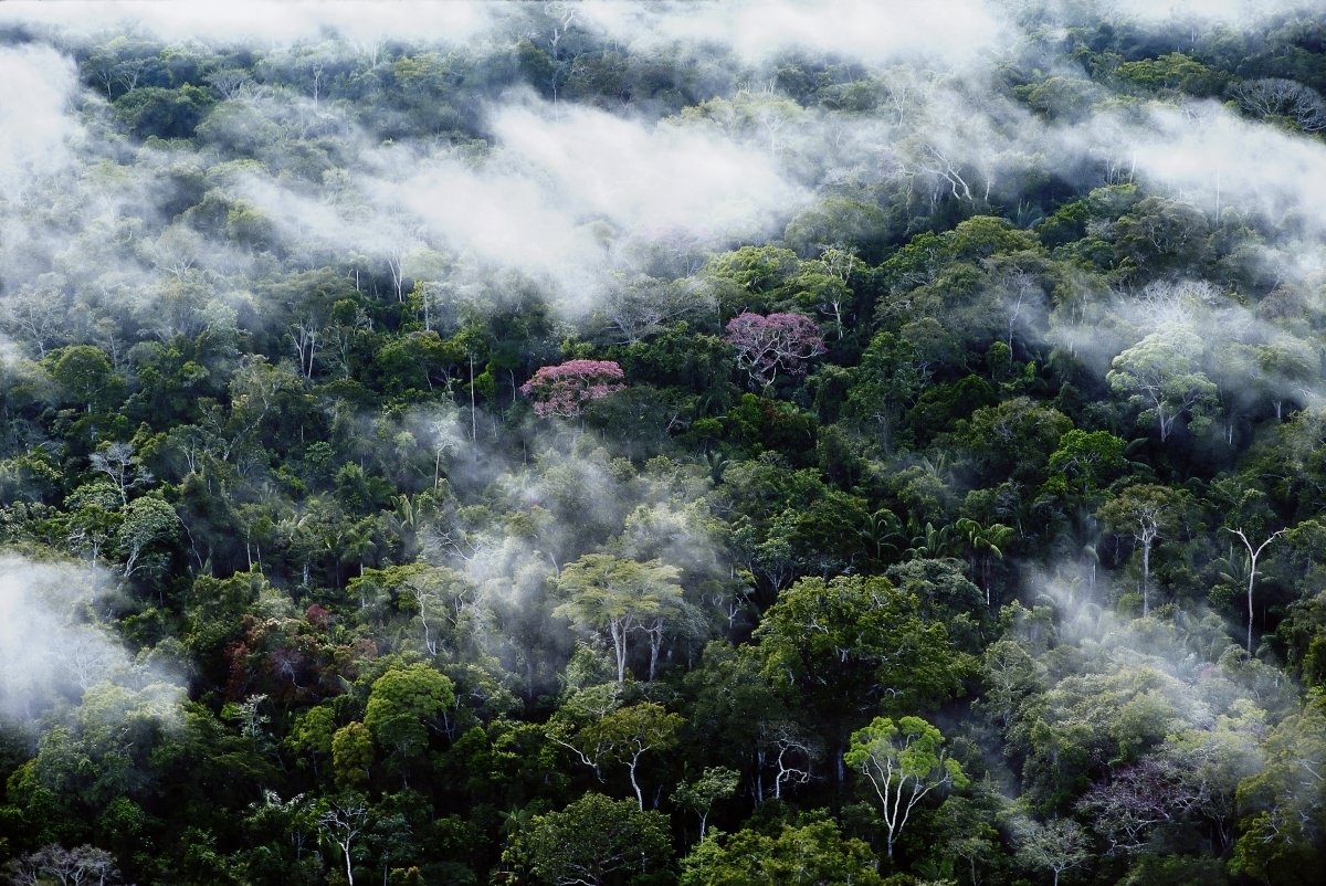 Amazonia - Films for the Earth