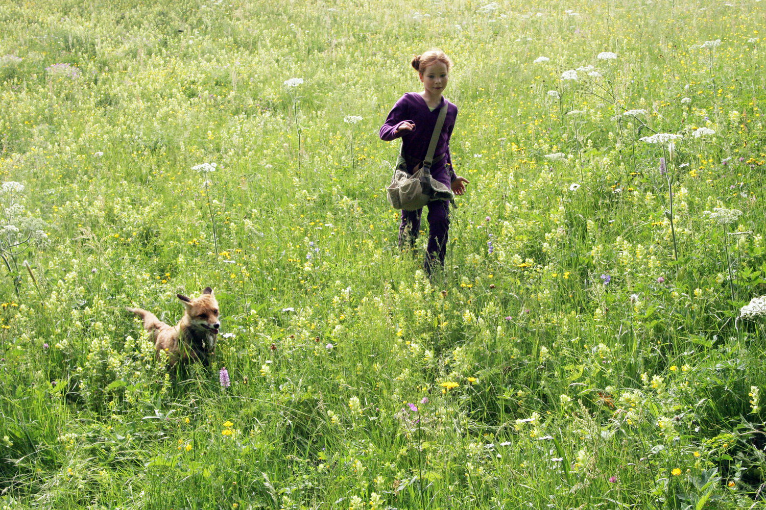 The Fox and the Child - Films for the Earth