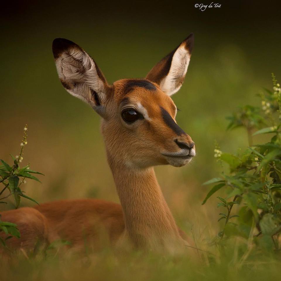 Wild Daze - Films for the Earth