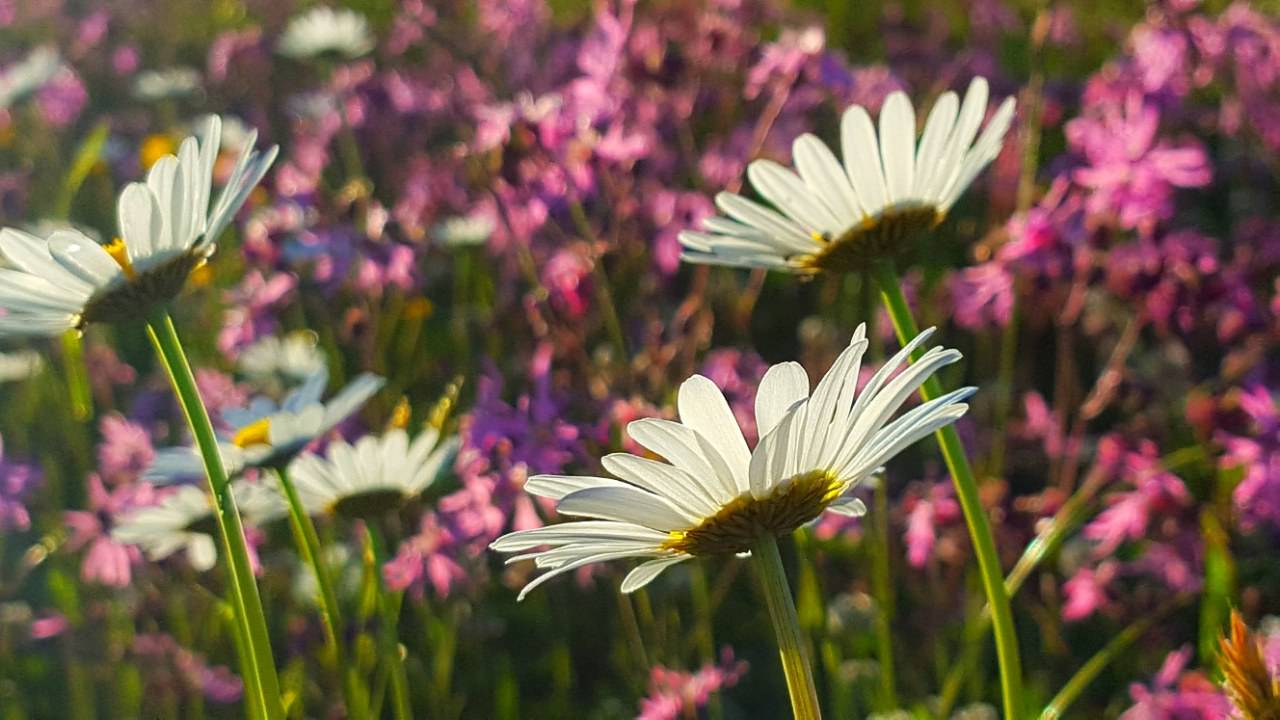 Die Wiese - Films for the Earth