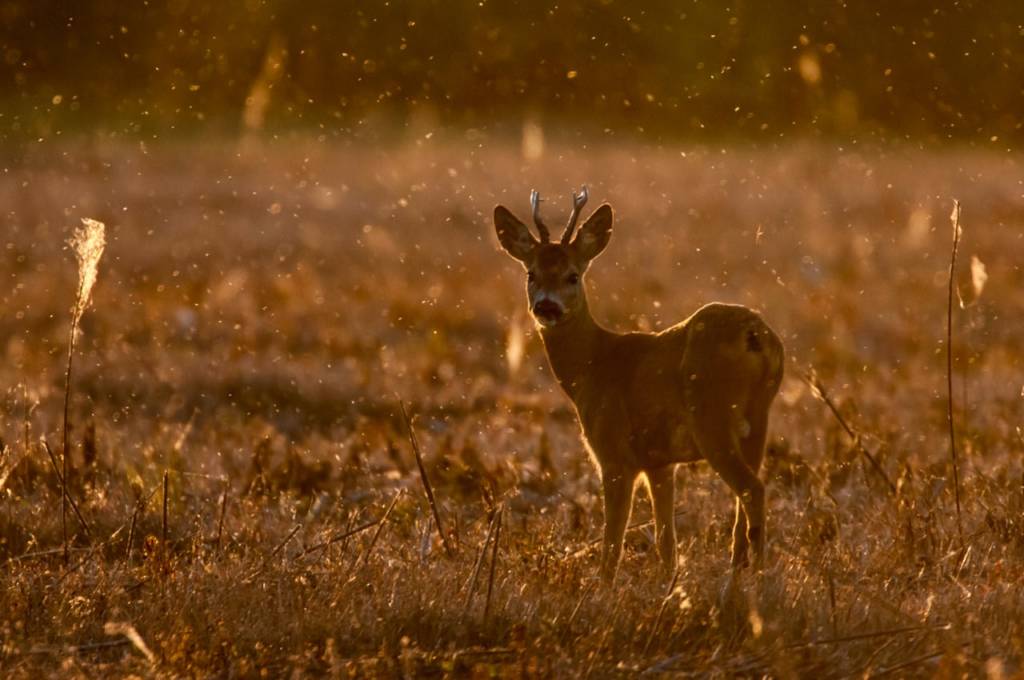 Die Wiese - Films for the Earth