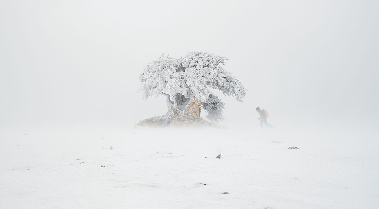 Treeline - Films for the Earth